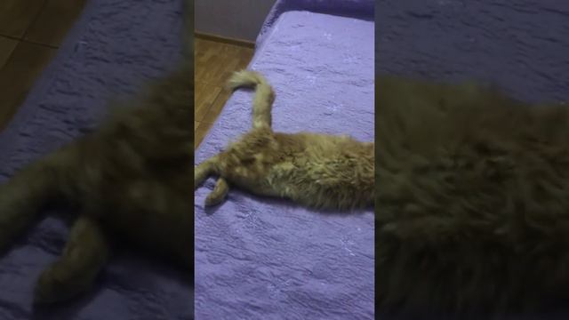 Мейн-кун Сэм на кровати.