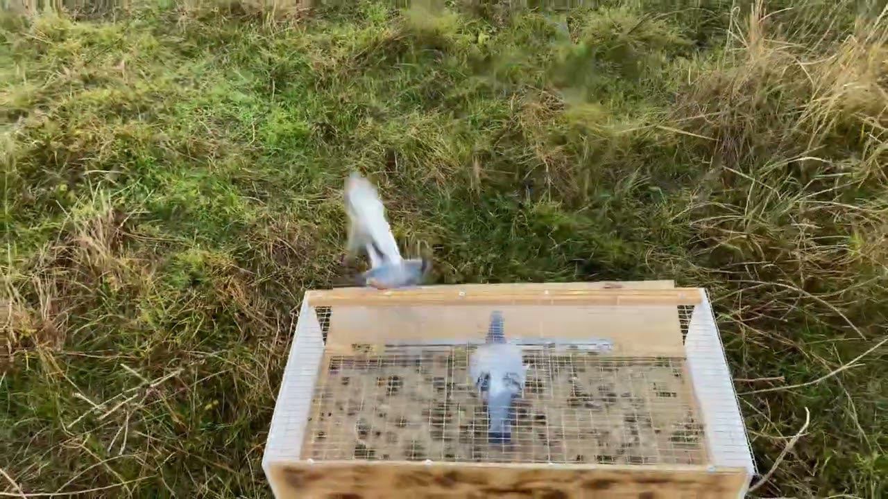 Спортивные голуби «Полёт домой»10.12.2022 г.