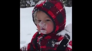 Снеголюб