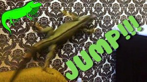 Игуана совершает прыжок веры