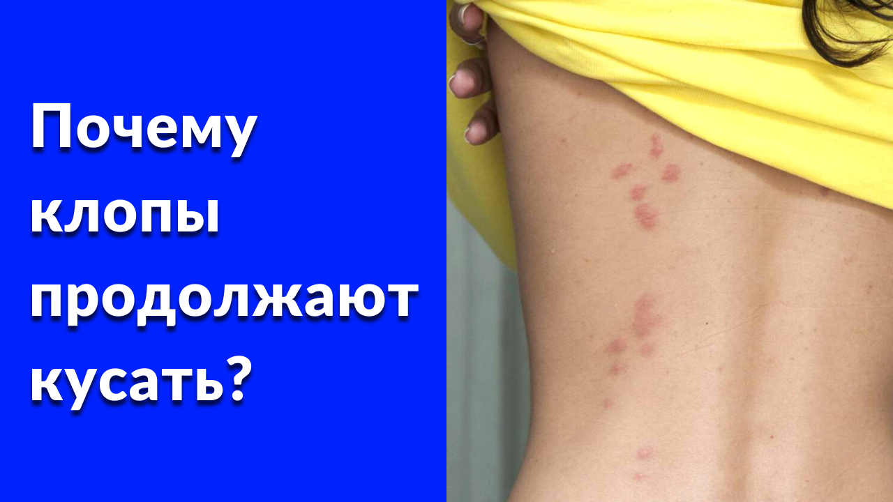 Почему клопы кусают после обработки?