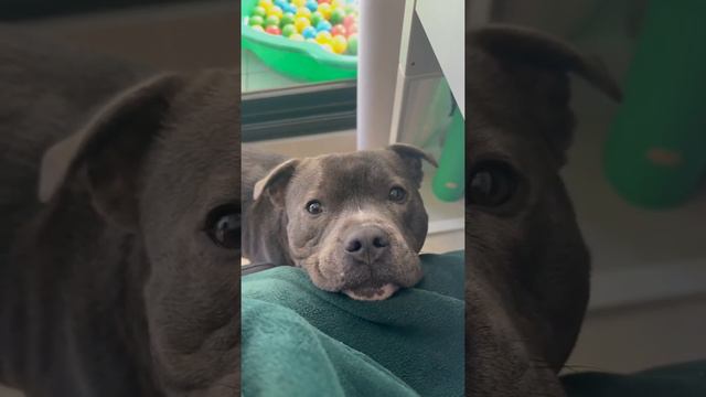 Can’t believe he sounds like this #staffy