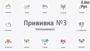 4 обязательных прививки для котёнка