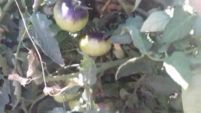 Томат _Сибирский тигр _