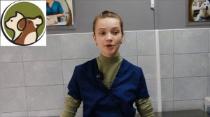 Помощь бездомным животным
