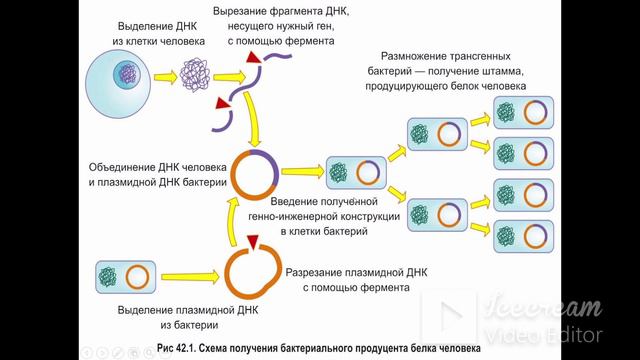 4. Генетика развития. Эра геномики. Фармакогенетика