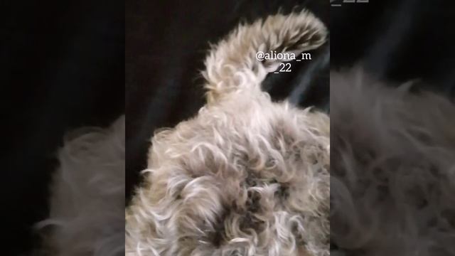 Домашние питомцы хвост, ноги и их собака😄😄🐶😍