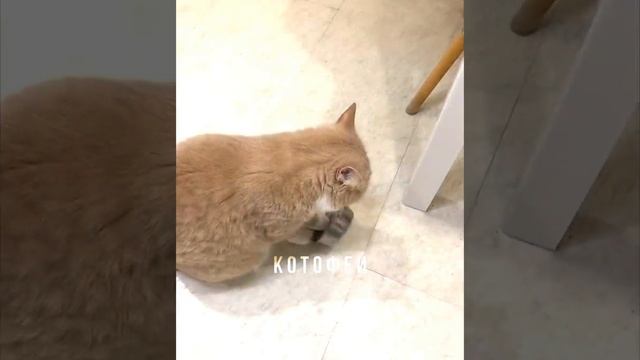 юмор.