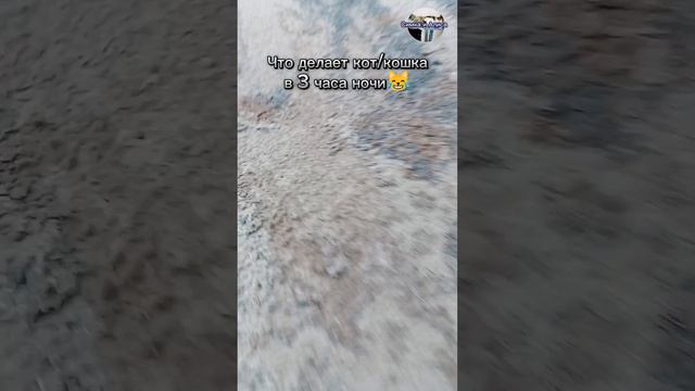 Что делает кот/кошка в 3 часа ночи!😹 | Симка и Алиса Rutube