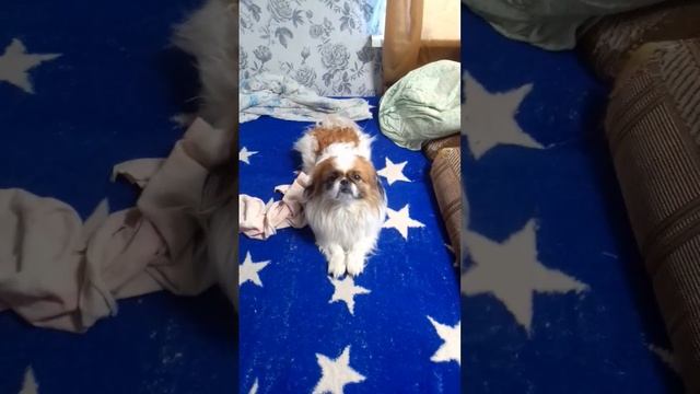 собака