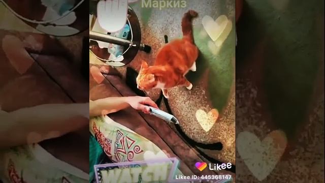 Мой игривый Маркиз!