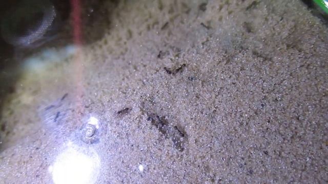 Муравьи Tetramorium caespitum заселяются в насыпной формикарий.mp4