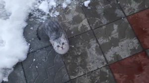 Русский охотничий спаниель и кошка🐶🐱