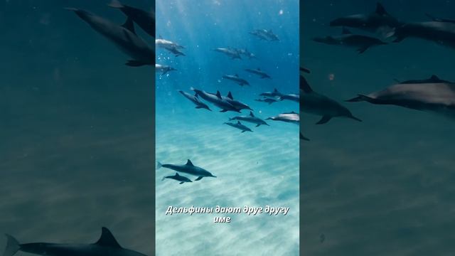 🐬🐬🐬