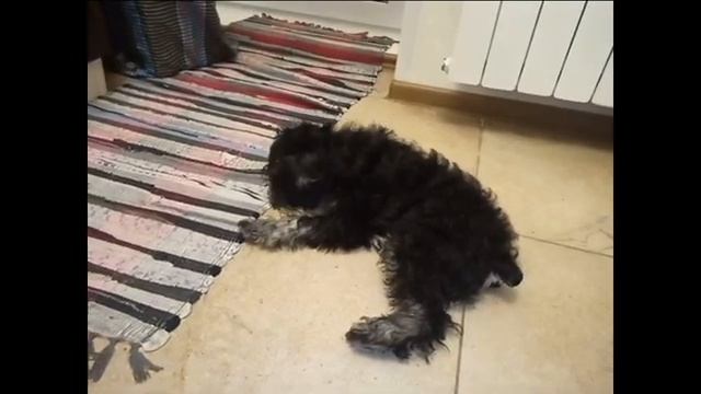 Тоби всегда с теми кто ест :)