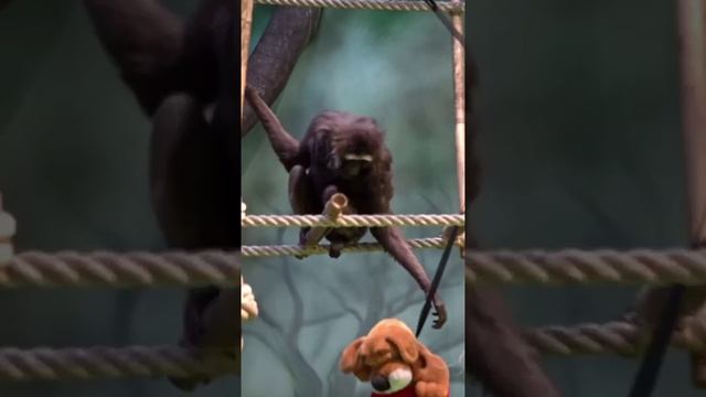 Black-handed gibbon Liza #gibbon #moscowzoo #moscow #animals #toy