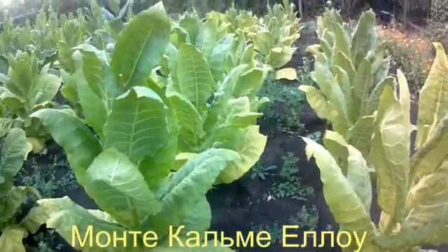 Обзор сорта Монте Кальме Еллоу.mp4