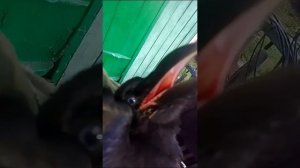 подобрали воронёнка