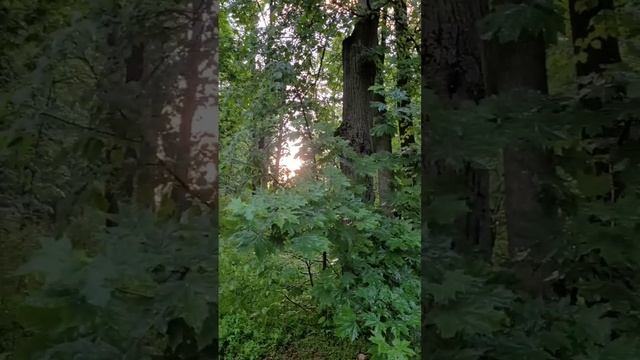 Лес звуки
