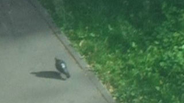 Голубь на дорожке MOV03188