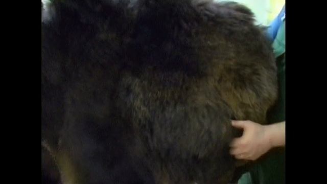 "С гончей в оттепель (охота на зайца)" . Видеоприложение №6 часть 2 к журналу "Сафари"