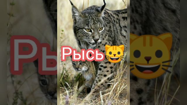 СТАВЬ ЛАЙК ЕСЛИ ТУТ ЕСТЬ ТВОЁ ЛЮБИМОЕ ЖИВОТНОЕ❤️ (МОЙ ЛЮБИМЫЙ ПОПУГАЙ🐦❤️)