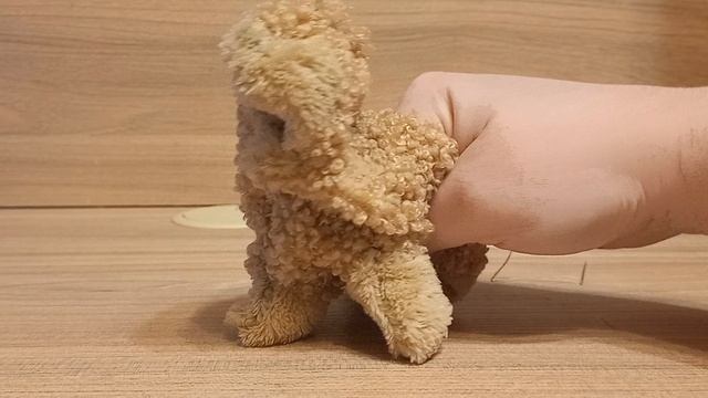 Моя будущая ?овечка?