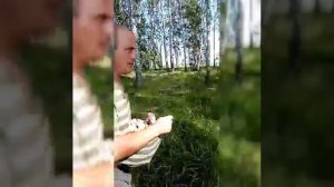 Заработок денег в деревне. Поиск грибов!