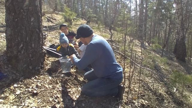 Дети напились берёзового сока и заставили меня играть на гитаре!!!