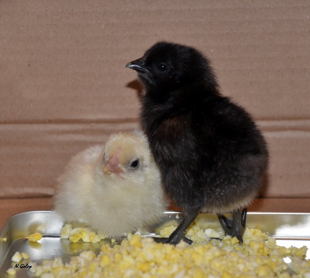 Новорожденные цыплята.