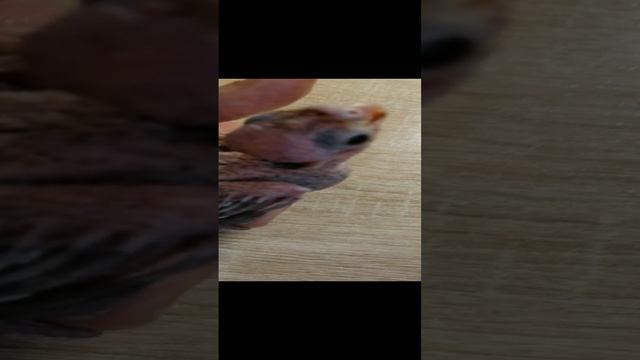 Пятнадцать дней жизни