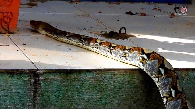 Big Python🐍Hungry Food This Snake Weighs 15 kg | Popular Daily ...