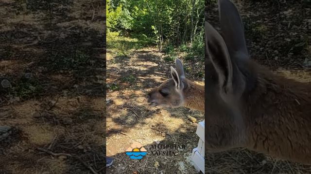 Уникальная ферма альпак в черте Севастополя