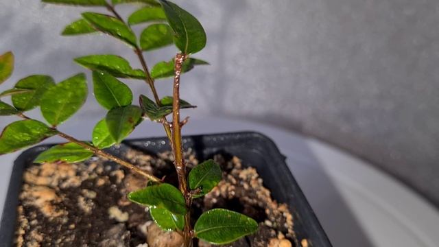 Мирт Австромиртус 3