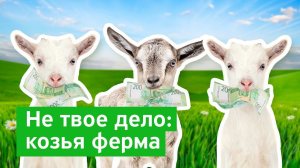 Не твое дело: козья ферма