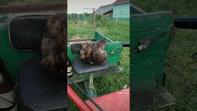 Карточка видео