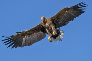 Сирийские браконьеры охотились в Хакасии нa краснокнижных coкoлoв