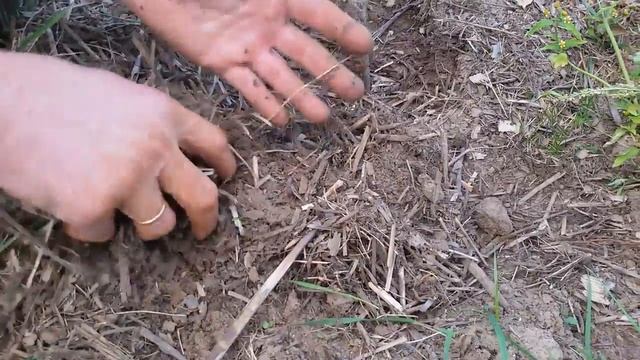 Размышления на тему садоводства. Gardening Reflections