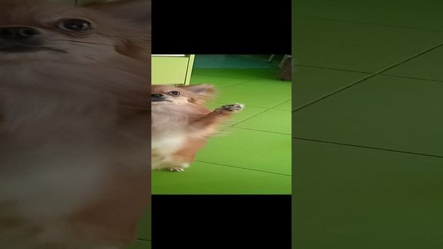 маленький лисенок Фокс :-)