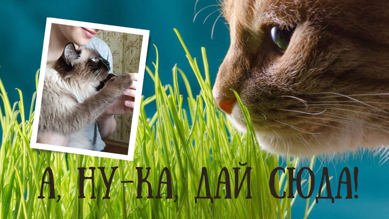 Коротко о том, как Алиса любит кошачью травку