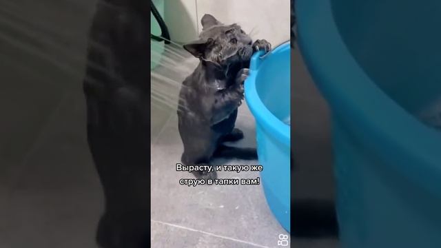 Месть не за горами ?