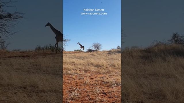 Kalahari Desert