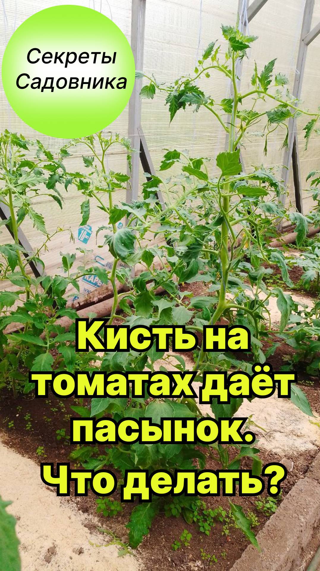 Кисть на томатах дает пасынок. Что делать
