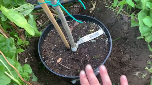 🍀КРЫЖОВНИК ‘Спайнфри’ на штамбе🌴 Посадка🐝