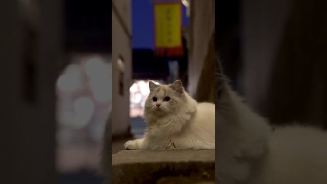 Красивая кошка).mp4
