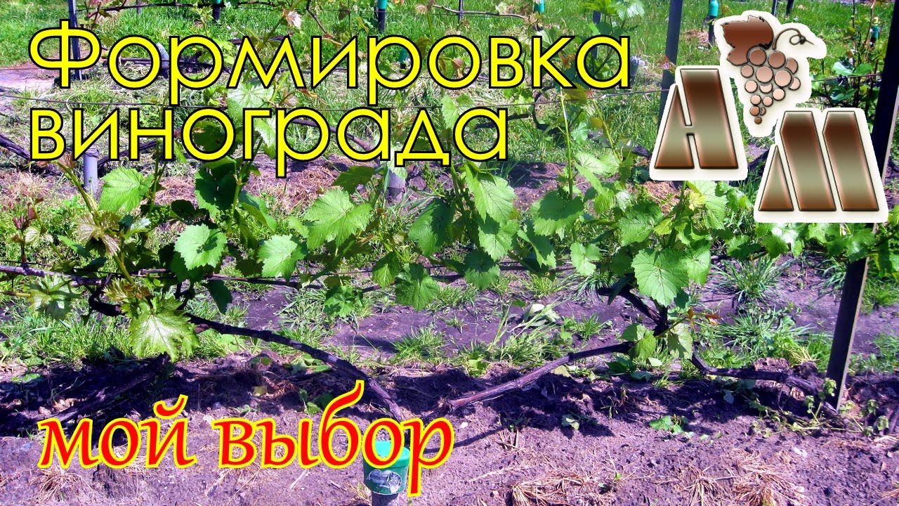 ? Мой выбор формировки винограда