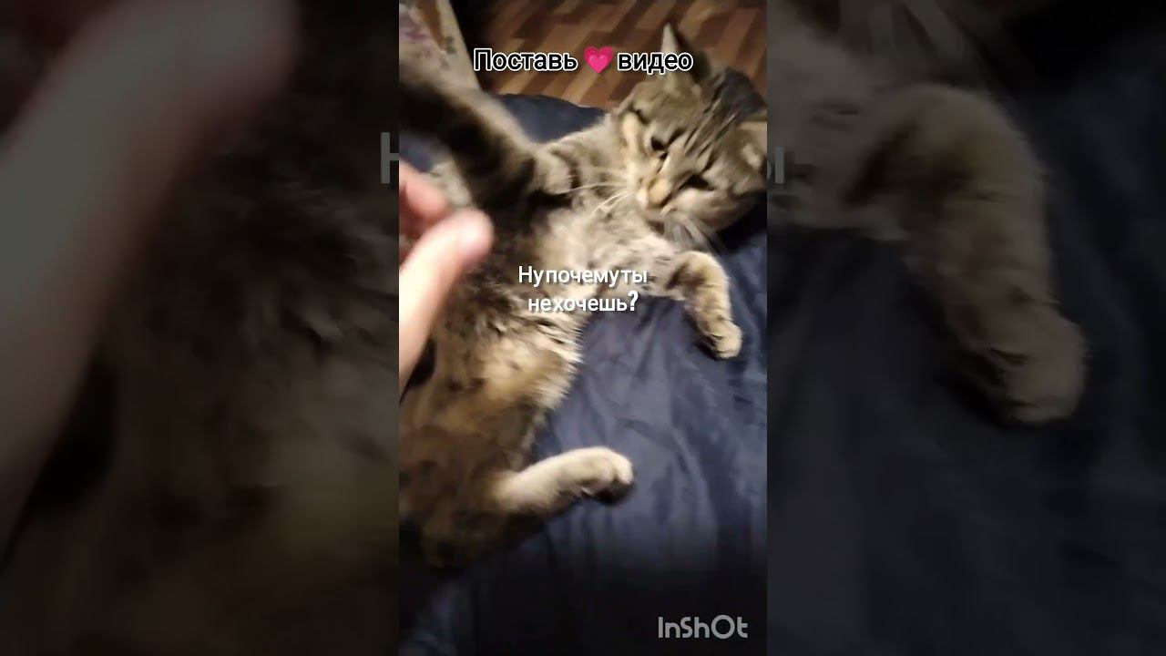 #котик #кошки