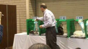 ★Keystone Cat Fanciers　Cat Show　3/29/2014（Brian Moser　Judge②）