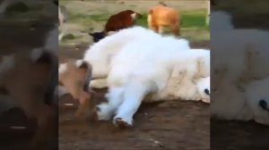 Funny Cats Videos 2022 - Funniest Dogs And Cats Videos Part 75