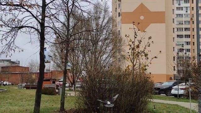 Воробьи на кормушке в Очаково